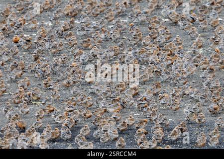 Red Knot (Calidris canutus islandica), side view of a small flock in ...