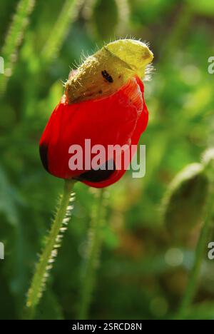 Poppy bud under process of opening, Jodhpur, Rajasthan, India, Asia ...