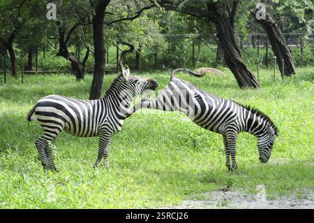 Zebra fighting in zoo, Delhi, India, Asia Stock Photo - Alamy