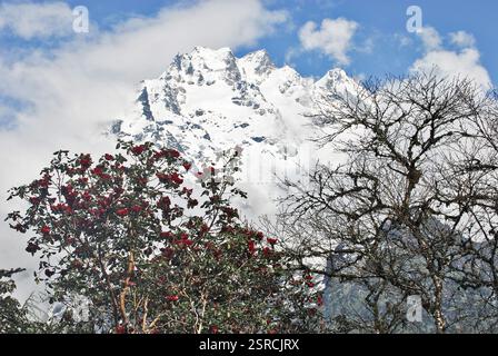 Lali Gurans rhododendron arboreum & snow peak of Katao Range, Yumthang ...