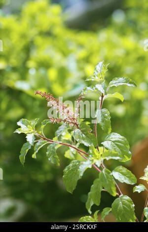 Sacred Basil (Ocimum tenuiflorum Linn) (Ocimum sanctum Linn) Holy basil ...