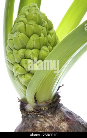 Hyacinth with soil and root system isolated on the white background ...