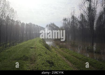 Grassy path on an embankment bordered by flooded groves in the italian ...