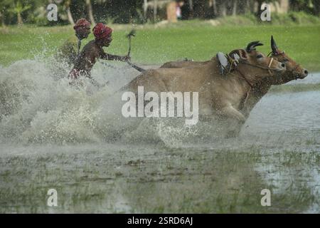 Bull race, west bengal, india, asia Stock Photo - Alamy