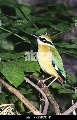 The Indian pitta (Pitta brachyura) بيتا هندي is a passerine bird native ...