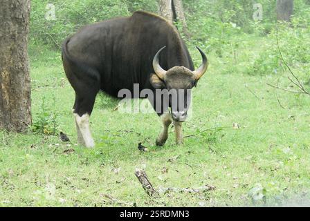 Gaur or Indian Bison, Kabini, Kharapur, Nagarahole range, Karnataka ...