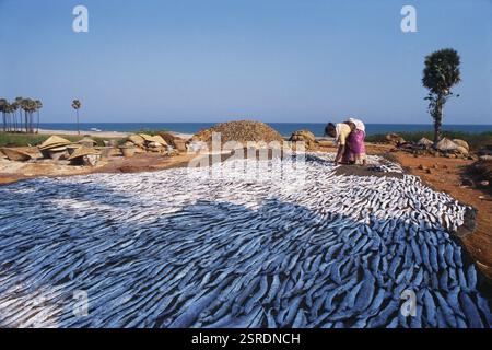 Drying fish in Bheemunipatnam; Andhra Pradesh, India Stock Photo - Alamy