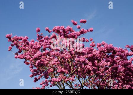 Tabebuia Avalenadea tree, Bangalore, Karnataka, India, Asia Stock Photo ...