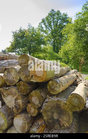 Saw round timber Stock Photo - Alamy