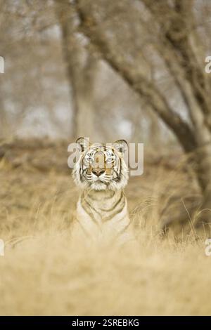 Lady of lakes Machali tiger panthera tigris, Ranthambore tiger reserve ...