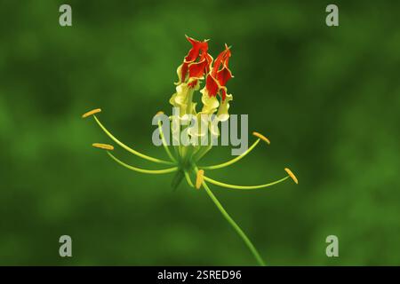 African fire lily, visakhapatna, andhra pradesh, India, Asia Stock ...