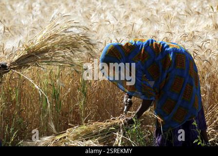 Rajasthani woman harvesting wheat crop in field, Rajasthan, India, Asia ...