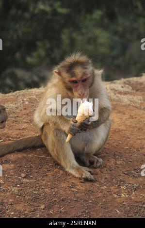 Monkey eating Ice Cream, Panchgani, Maharashtra, India, Asia Stock ...
