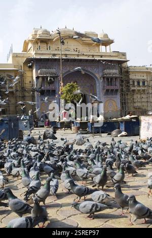 Birds, Pigeon in the city Jaipur, Rajasthan, India, Asia Stock Photo ...
