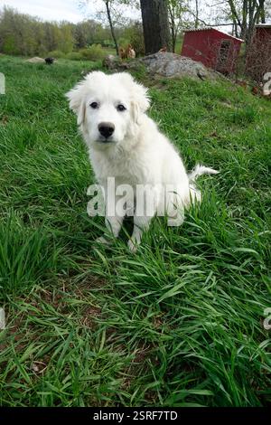 Great Pyrenees relaxing in a green meadow Stock Photo - Alamy