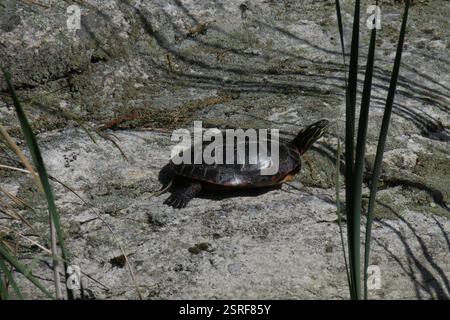 Painted turtles peacefully bask along the shore of a pond Stock Photo ...