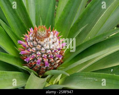 Pineapple blossom with green leaves in background, The purple petals of ...