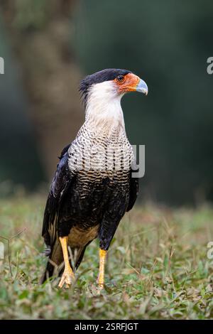 The crested caracara, Caracara plancus, also known as the Mexican eagle ...