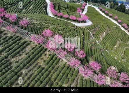 Aerial photo shows the spring scenery of the Slender West Lake scenic ...