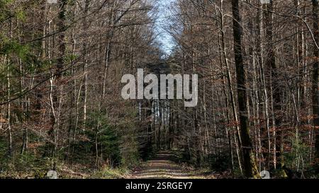 A path through a sparse forest and trees. The path was a walking path ...