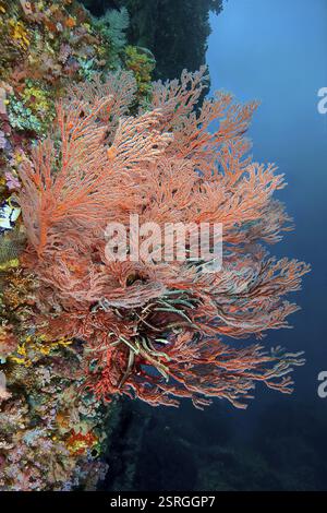 Red Sea Fan (Melithaea ochracea) Red Sea Fan in colourful healthy ...