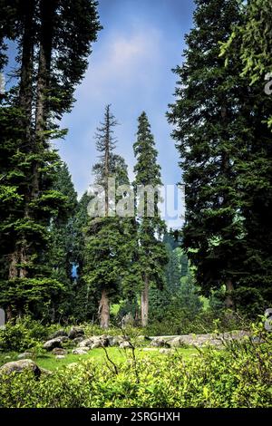 Meadows and pine trees, Doodhpathri, Budgam, Kashmir, Union Territory ...