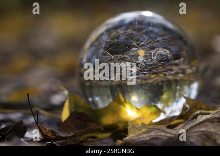 forest through a bruning glass Stock Photo - Alamy