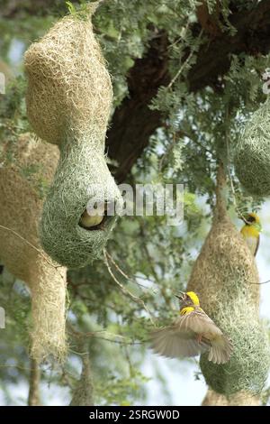 Baya weaver (Ploceus Philippinus) birds build their nest hanging from a tree during monsoon ...