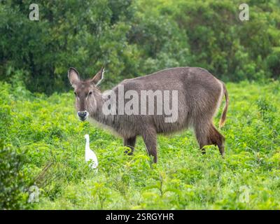 A waterbuck (Kobus ellipsiprymnus) in Arusha National Park. This ...