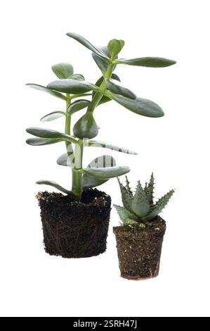 A potted indoor cactus isolated on studio background. Agave plant in ...