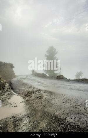 Road and pine trees, Doodhpathri, Budgam, Kashmir, Union Territory, UT ...