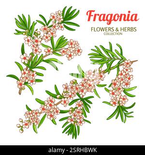 Fragonia Branch with Flowers Outline Illustration Stock Vector Image ...