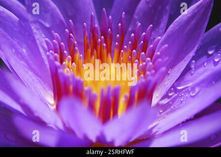 Purple lotus, Indore, Madhya Pradesh, India, Asia Stock Photo - Alamy
