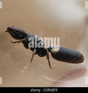 Texas Turtle Ant (Cephalotes texanus), Insecta, Brownsville, TX, USA ...