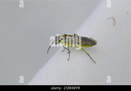 (Rhogogaster picta), Insecta, Dumfries, UK Stock Photo - Alamy