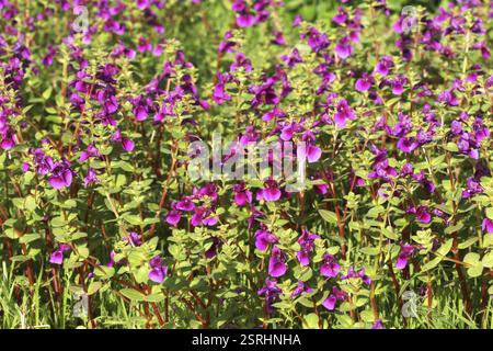 Jambhala terda (Impatiens Lawii), Kas Plateau, Satara, Maharashtra ...