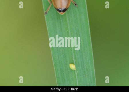 (Osphya bipunctata), Insecta, 5062 Oberhof, Schweiz Stock Photo - Alamy