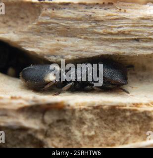 Texas Turtle Ant (Cephalotes texanus) on a Honey Mesquite (Prosopis ...