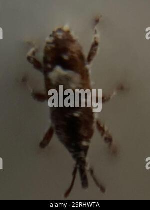 Grain Weevils (Sitophilus), Insecta, Melbourne VIC, Australia ...