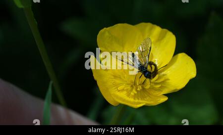 Stem Sawflies (Cephidae), Insecta, Leicestershire, UK Stock Photo - Alamy
