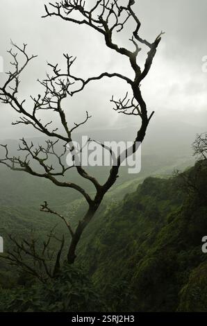 tree at Amba Ghat, Shahuwadi, Kolhapur, Maharashtra, India Asia Stock ...