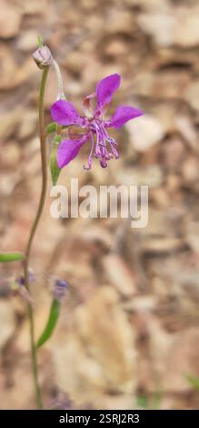 diamond clarkia (Clarkia rhomboidea), Plantae, Central Kootenay, BC ...