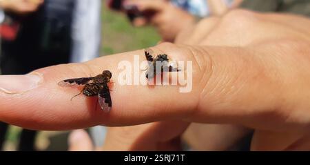 American Morio Bee Fly (Hemipenthes morioides Stock Photo - Alamy