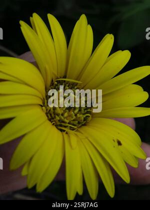 Butter Gerbera (Gerbera ambigua), Plantae, uThukela District ...