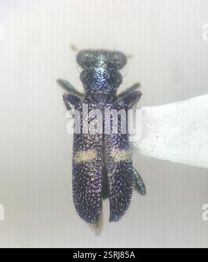 (Phyllobaenus), Insecta, Fremont, NE, US, 4mm Stock Photo - Alamy