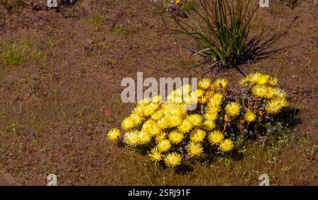 A yellow flowering mesemb in natural habitat in the northern Cape of ...