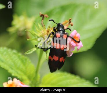 (Hycleus biundulatus), Insecta, Kengeri Satellite Town, Bengaluru ...