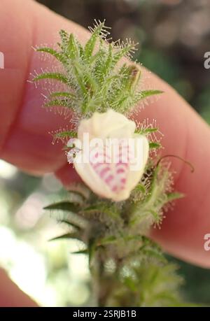 Bushbuck-Food (Isoglossa woodii), Plantae, Cathkin Park, South Africa ...