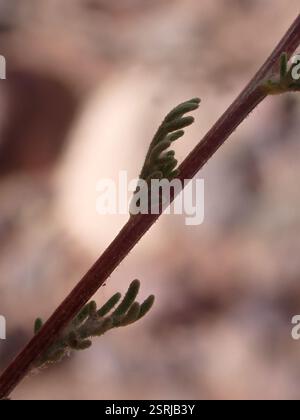 (Cladanthus eriolepis), Plantae, RN9, Tarmigt, Drâa-Tafilalet, MA Stock ...