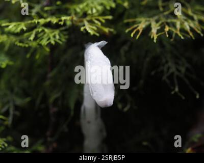 Convulsion Root (Monotropastrum humile), Plantae, 台灣新北市 Stock Photo - Alamy